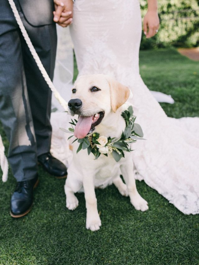 Story: Como seu pet pode participar do seu casamento? - Lápis de Noiva